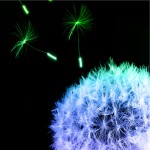 HyperLadder 1kb, 500 Lanes – GC biotech webshop