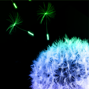 HyperLadder 1kb, 100 Lanes – GC biotech webshop